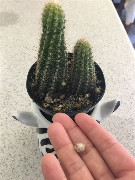 What Are These Tiny Fuzzy Balls Coming Off Of My Cactus Rcactus