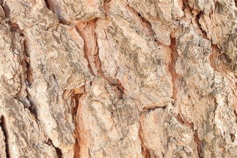 Premium Photo Tree Bark Texture Background Surface