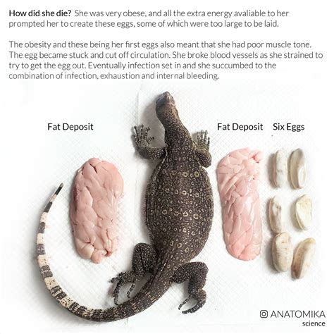 Morphology Drawing Life