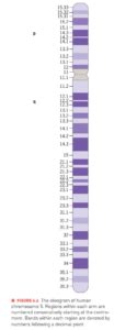 Karyotype And Idiogram Definition Procedure Steps Applications