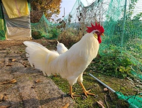 흰색 달걀과 갈색 달걀의 차이 무엇이 다를까 농식품정보