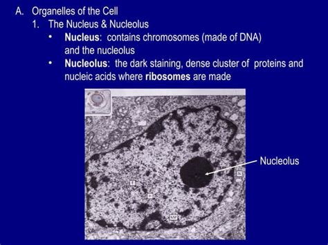 Lab 2 Cell Structure And Microscopy Ppt