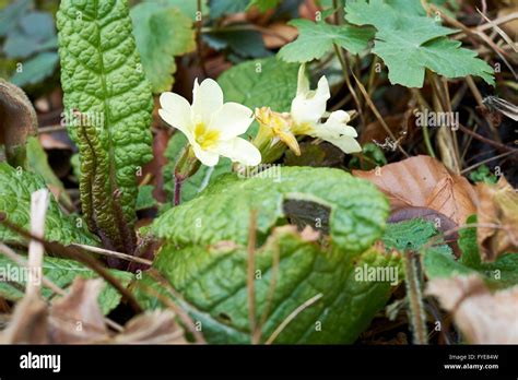Undergrowth Plants