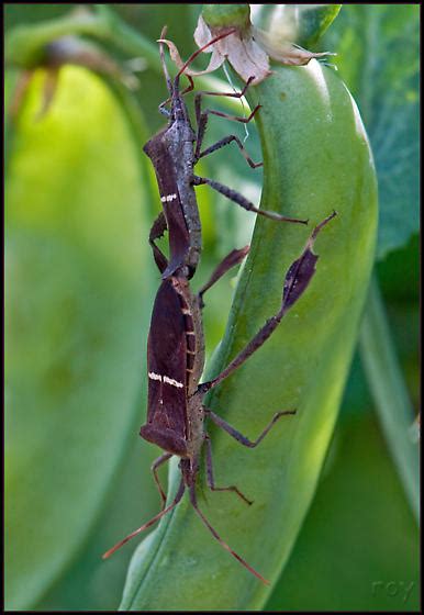 Mated Pair Eastern Leaf Footed Bug Leptoglossus Phyllopus Bugguide Net