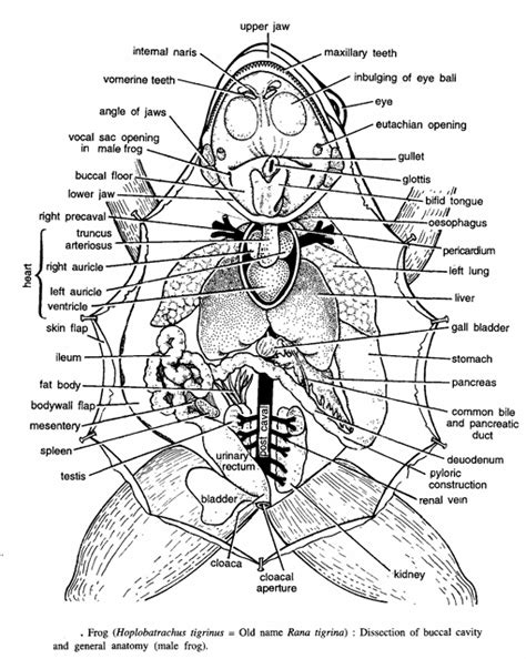 Dissection Of Frog