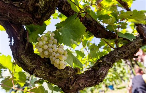Moltiplicare Le Viti Centenarie Progetto Del Consorzio Del Prosecco Docg E Vitis Rauscedo