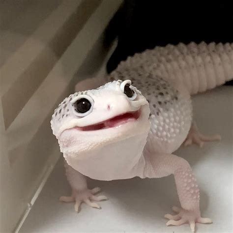 Пин от пользователя Krrris на доске котики и другие милашки Пятнистый леопардовый эублефар