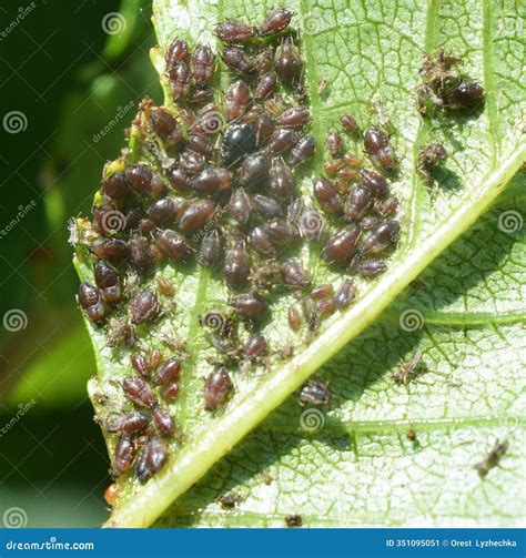 Cherry Aphid Aphidoidea On The Stem Of A Plant Garden Pests Macro