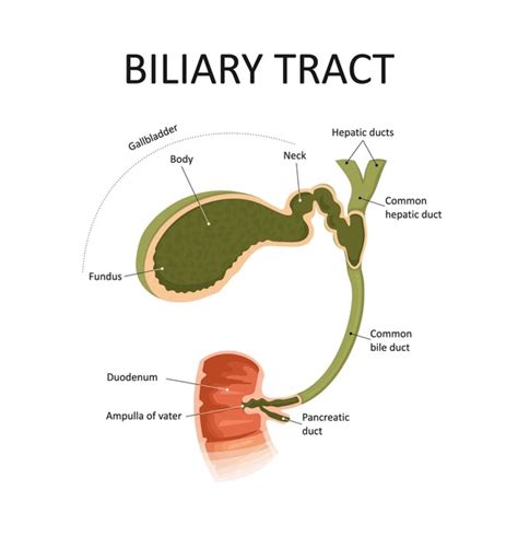 Biliary Tree Anatomy