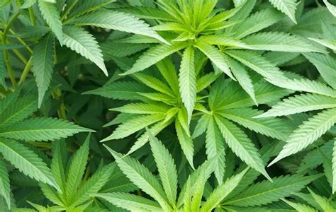 Heilongjiang In China Eyes Hemp As Cotton Substitute Fibre2fashion
