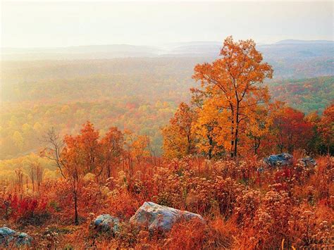 Обои на рабочий стол золотая осень Основной цвет обоев Медно коричневый