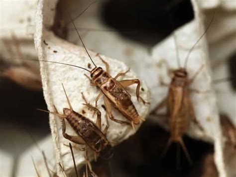 How To Find Cricket In House