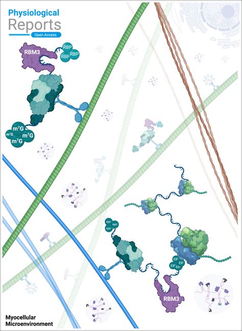 The Transcript Interactome Of Skeletal Muscle Rna Binding Protein Motif