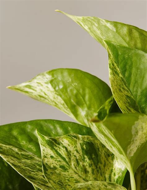 نگهداری پتوس انواع پتوس و قلمه زدن پتوس کافه گلدون فروشگاه اینترنتی