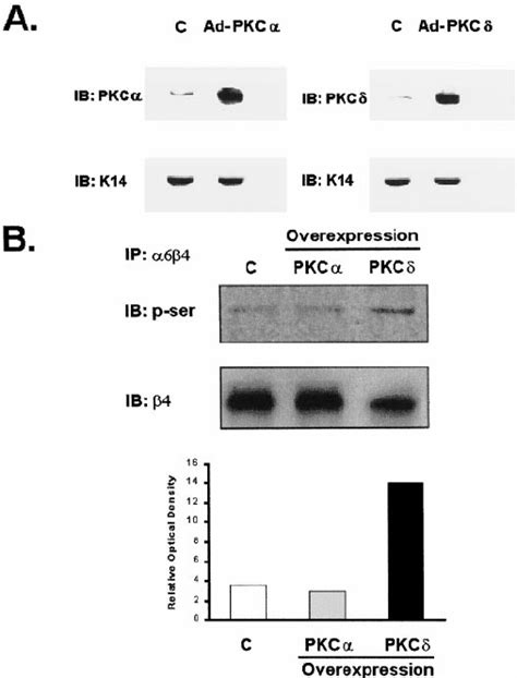 Overexpression Of Pkc ␦ Regulates ␣ 6 ␤ 4 Integrin Phosphorylation Download Scientific Diagram