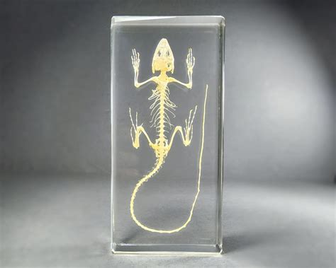 Lizard Skeleton In Resin Calotes Versicolor Insects In Resin