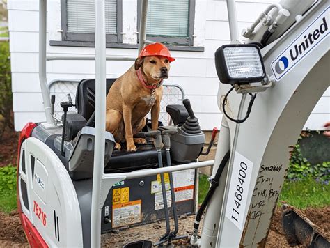 Happy Gotcha Day To Our Sweet Rescue Pup Luna Rvelvethippos