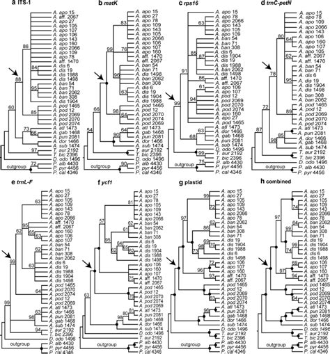 Parsimony Analysis Strict Consensus Tree With Bootstrap Percentages