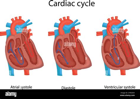 Three Phases Of The Cardiac Cycle Diastole Atrial Systole Stock