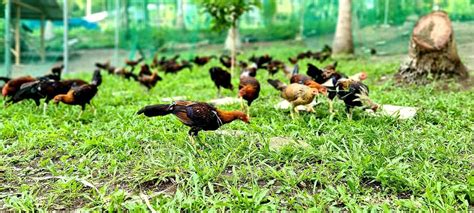 Cebu Farmers 893 Corded Stags In 2 4mos Time Facebook