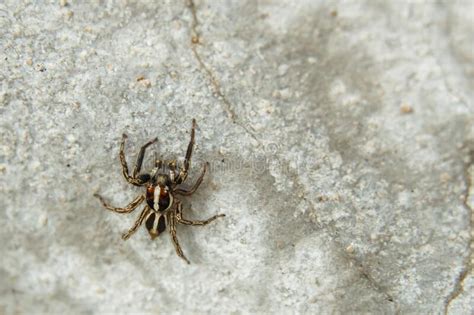 This Is A Macro Photo Of A Spider Spider Macro Photo Jumping Spider