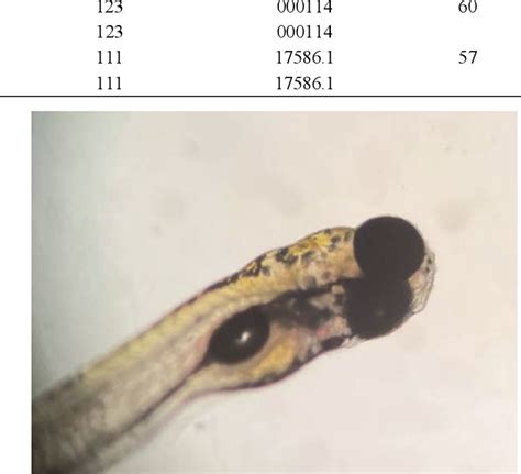Figure 1 From Effects Of Morpholino Mediated Knockdown Of The Angiotensin Converting Enzyme 2