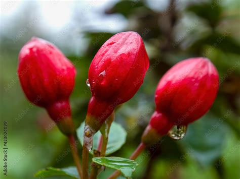 Macro Photography Of Three Alice Hoffman Fuchsia Buds With Drops Of Water Captured In A Garden