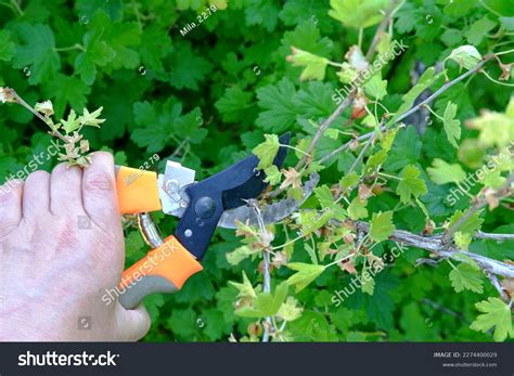 Pruning Ornamental Shrubs Photos Images And Pictures Shutterstock