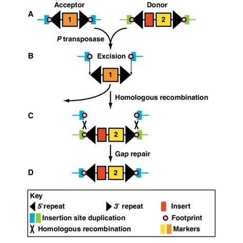 P Element Replacement A Two P Elements An Acceptor Element