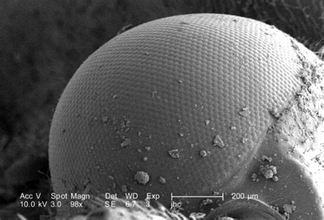 Free Picture Unidentified Green Colored Bug Deceased Suburban