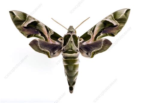 Oleander Hawk Moth Stock Image C007 2813 Science Photo Library