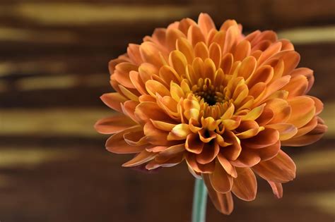 Chrysanthemum Flower Edible At Mario Wall Blog