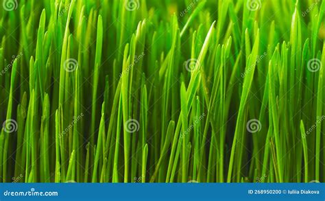 Wheat Germ Wheatgrass Healthy Food Eco The Texture Of Green Grass Vegetarianism