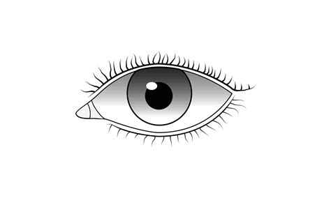 Human Eye Illustration 28557650 Vector Art At Vecteezy