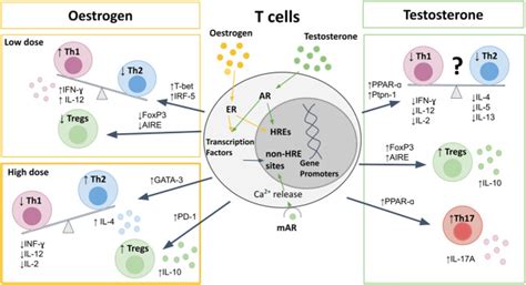 Sex Bias In Lymphocytes Implications For Autoimmune Diseases PMC