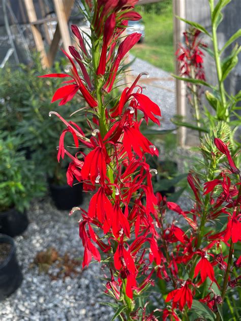 Cardinal Flower Lobelia Cardinalis Flower Moon Nursery