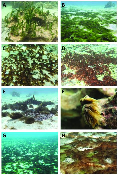In Situ Photographs Of Benthic Cyanobacteria Mats Sampled During The