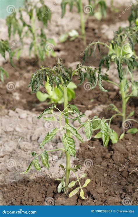Withering Tomato Seedlings Plant Quality Control With Abnormal