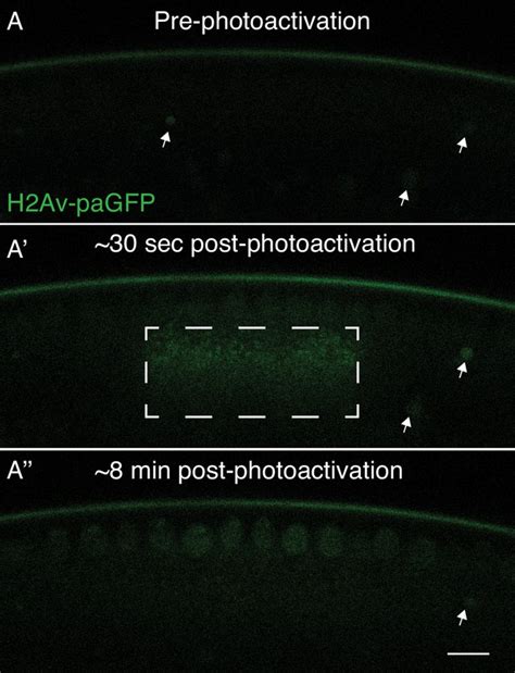 Developmentally Regulated H2av Buffering Via Dynamic Sequestration To
