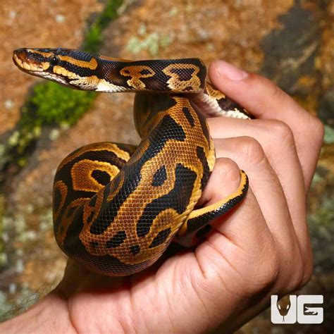 Juvenile Female Leopard Yellowbelly Het Pied Ball Pythons Python