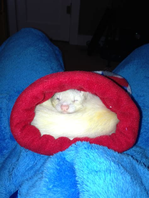 Sweet Rascal Hamster Cute Rascal