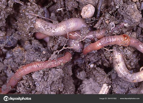 Decomposers Worms