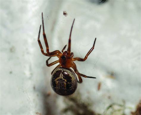 Steatoda Nobilis Mâle Subadulte Sur Une Barrière à La Perle Du Lac