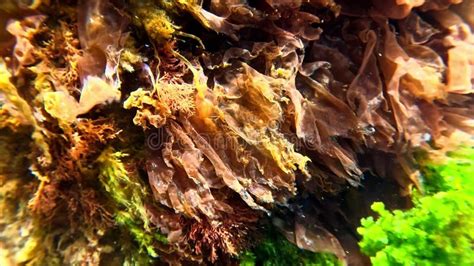Green Algae Cladophora And Red Algae Porphyra On Rocks In Clear