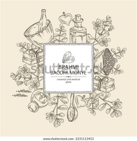 Background Brahmi Brahmi Flower Plant Leaves Stock Vector Royalty Free 2231113453 Shutterstock