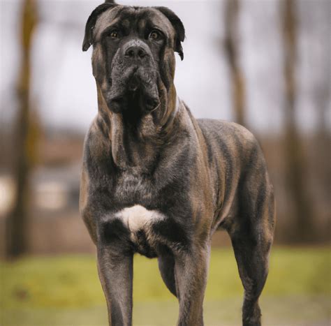 How Many Colors Are There For A Cane Corso
