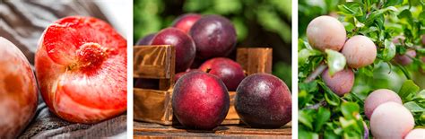 Types Of Pluot Fruit Trees