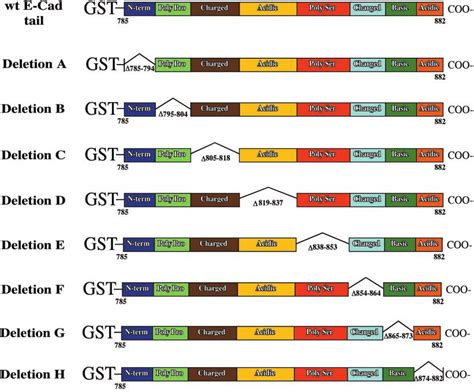 Deletion Mutants Of The E Cadherin C Terminal Cytoplasmic Region