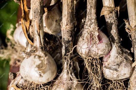 Oignons Cultivés Dans Un Jardin Potager Oignons Bio Posés Au Sol Photo Premium