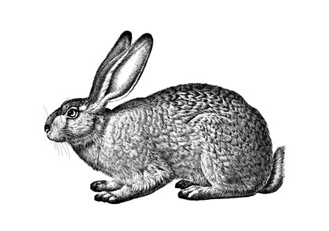 Rabbit Computing